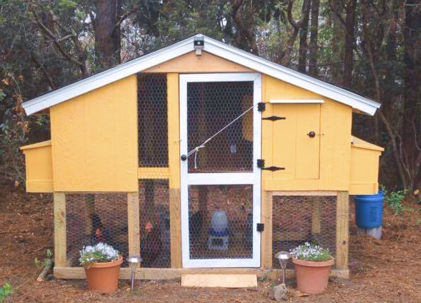 Which came first, the chicken or the honey bee? | Roper Farms